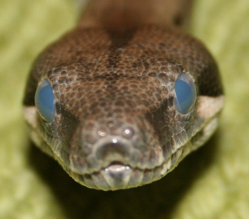 The Completely Common Reason Behind Your Snake s Cloudy Eyes The Tye